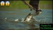 Animals Real Fight - Amazing Animal Attack - Discovery Channel - video Dailymotion
