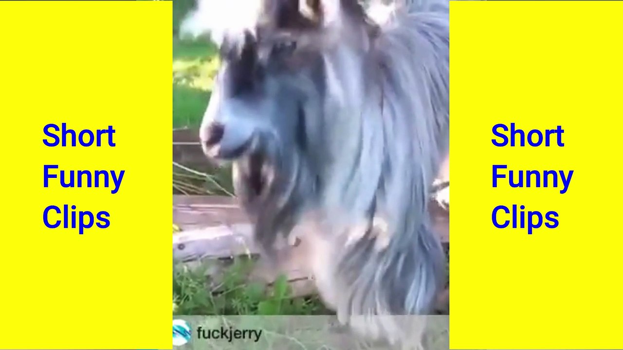 Short Funny Clips #15 - video Dailymotion