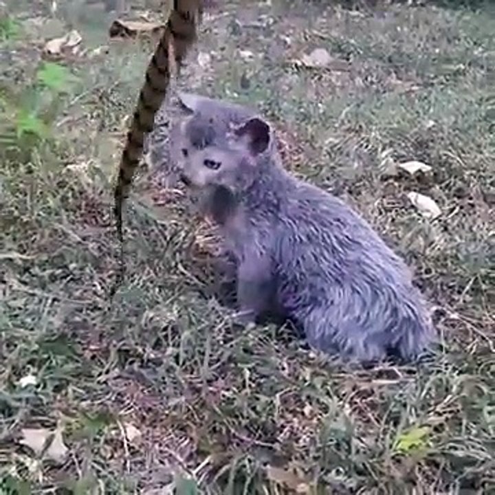 Cute Lykoi Kitten Playing in Garden | Viral Animals Videos - video ...
