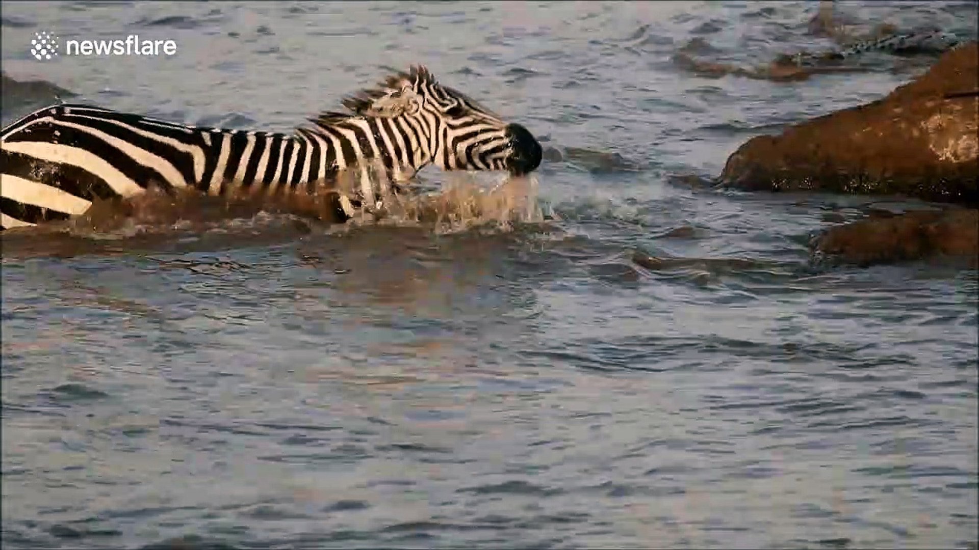 Crocodile Attack Zebra