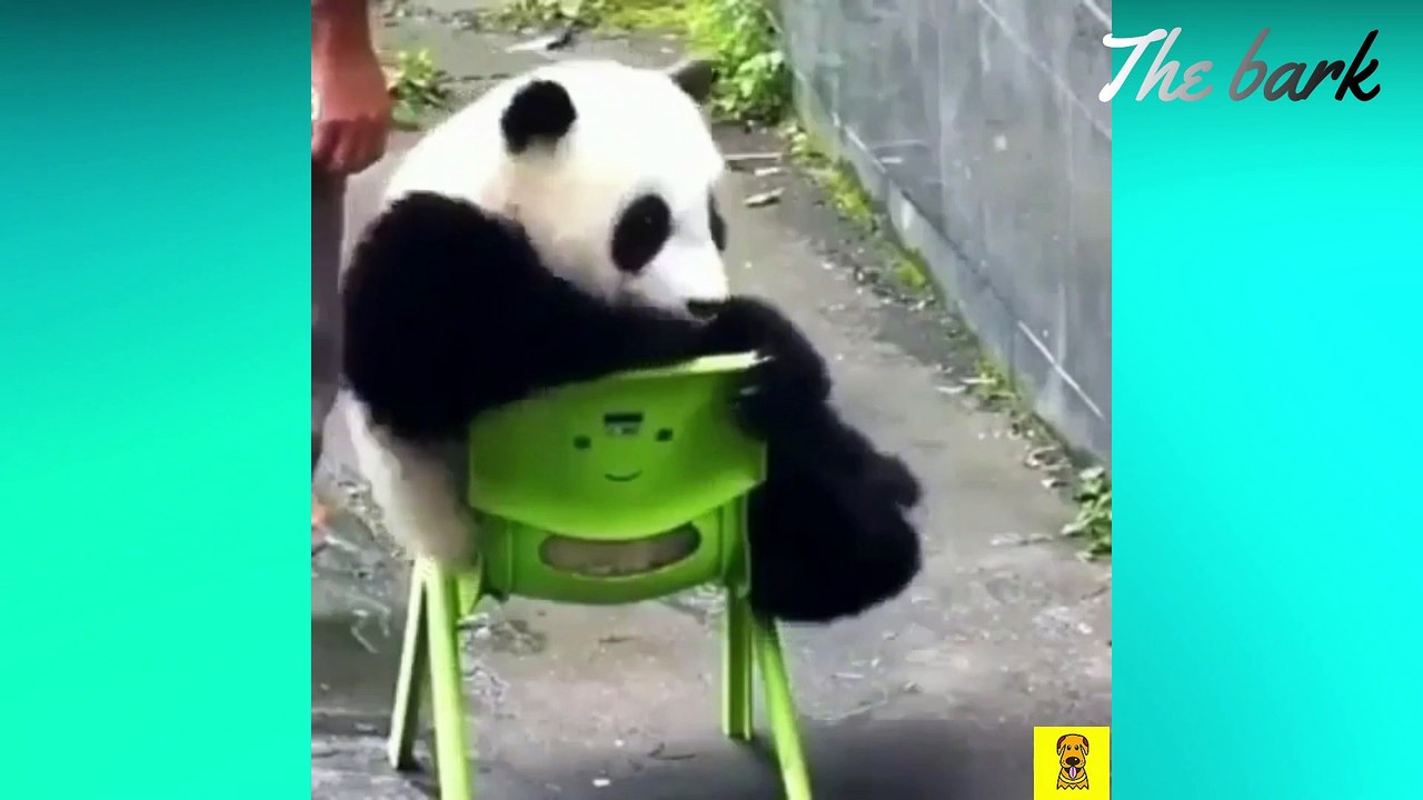 Most Funny and Cute Panda Compilation Video - Try Not To Laugh ...