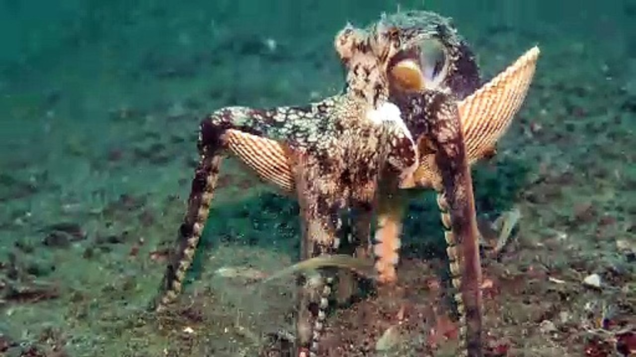 Coconut Octopus Walking with a Shell - video Dailymotion