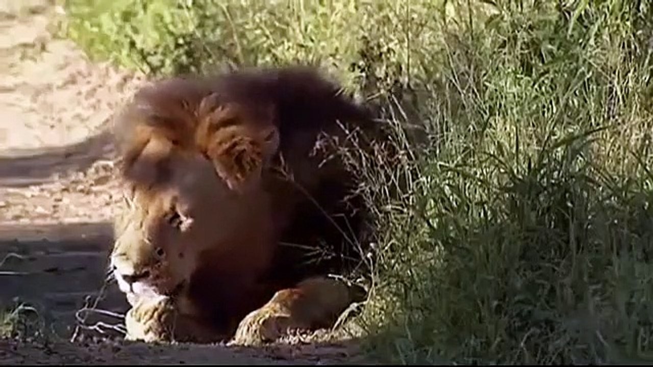 Los Mapogo parte 2 - Vídeo Dailymotion