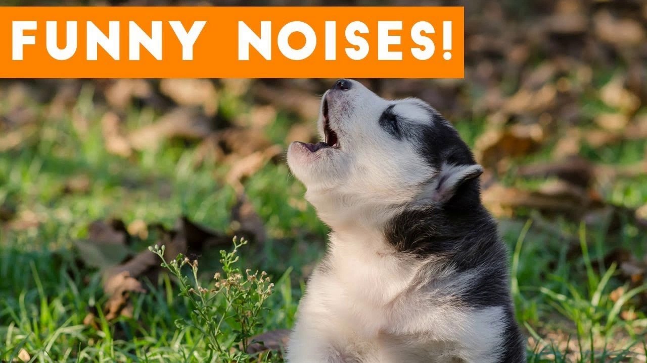 Funniest Funny Animal Sounds Compilation of 2017 _ Funny Pet Videos ...