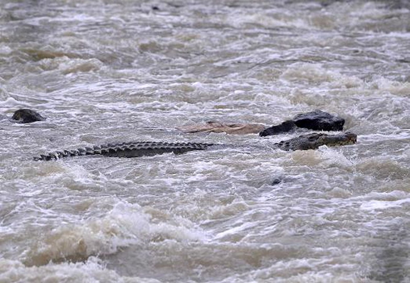 Gilo River Crocodiles
