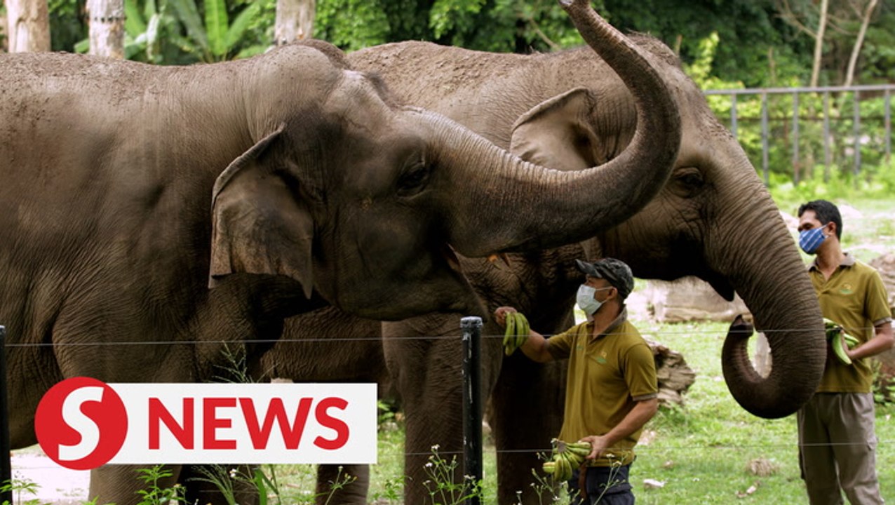 Zoos are now allowed to operate starting June 10, but not museums and ...