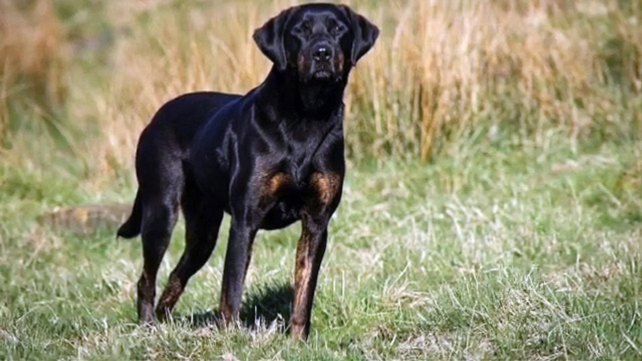 Doberdor Dog Breed Information - video Dailymotion