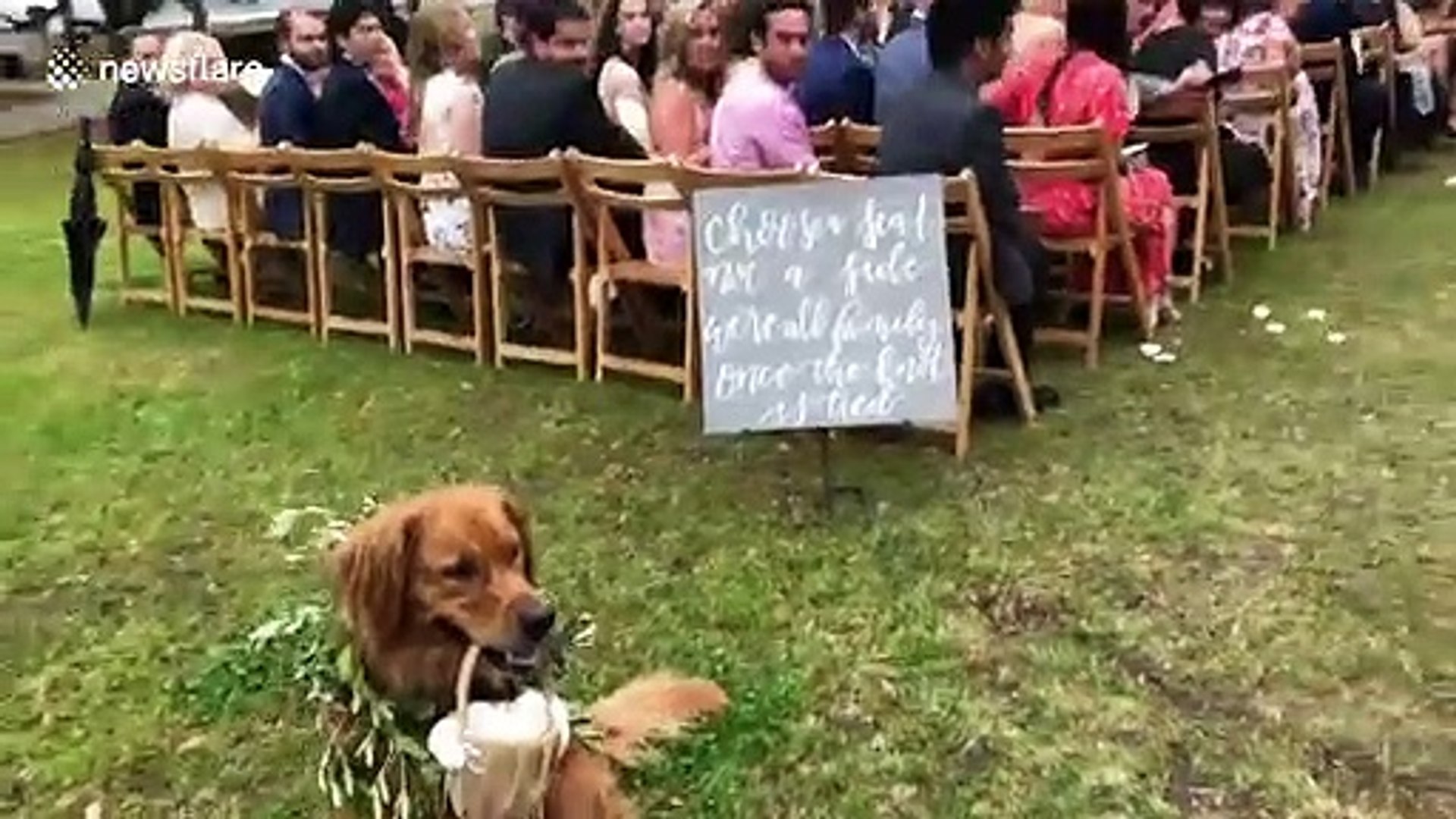 Dog Ring Bearer