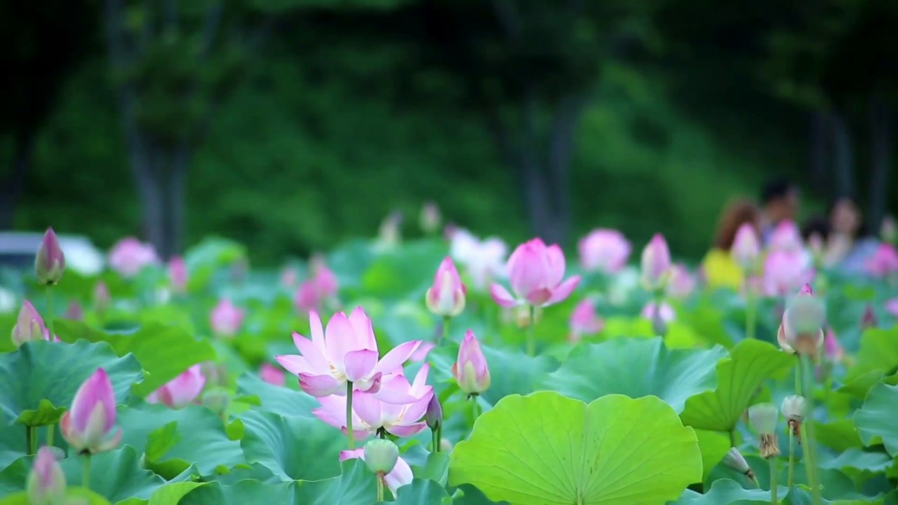 beautiful flowers - video Dailymotion