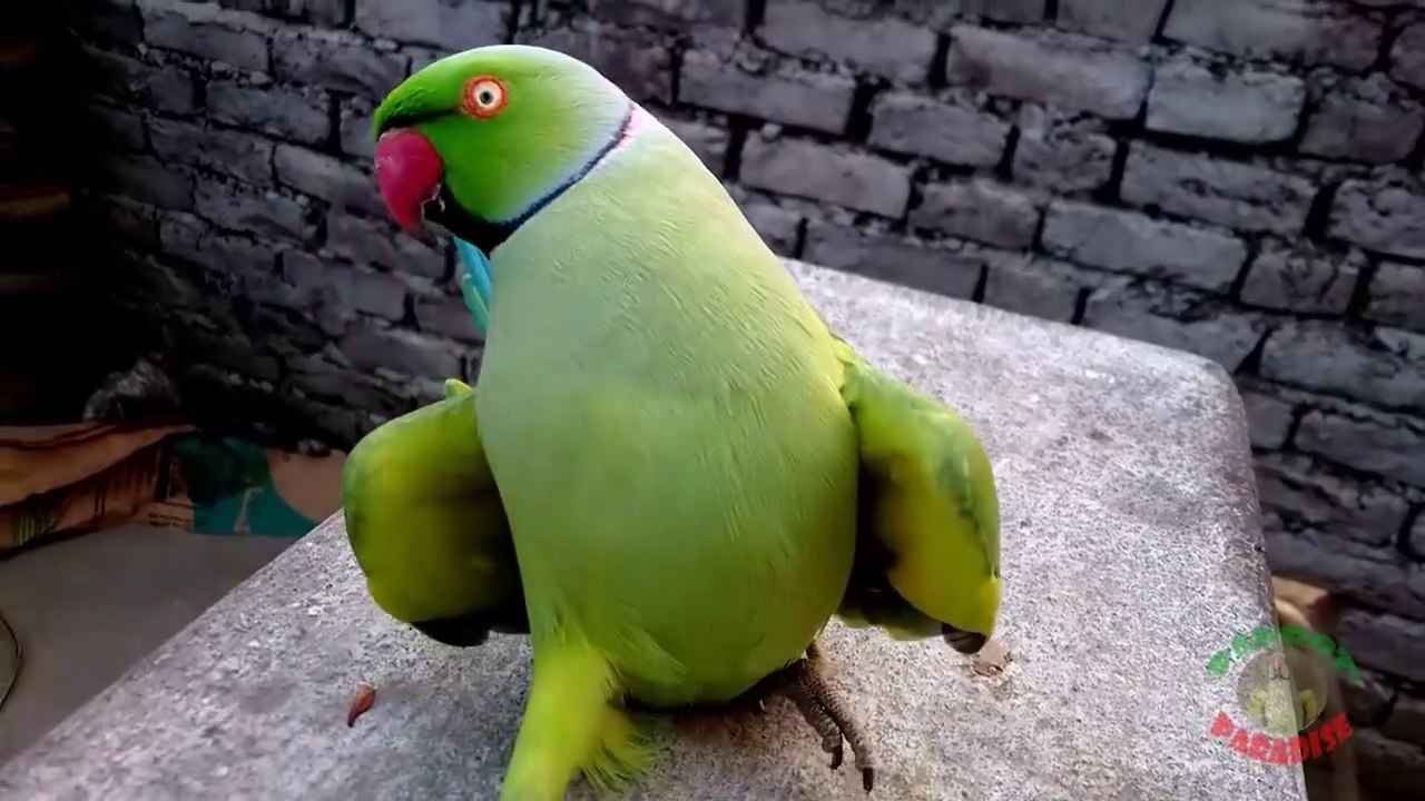 Funny Dancing Parrot Part 1 - video Dailymotion