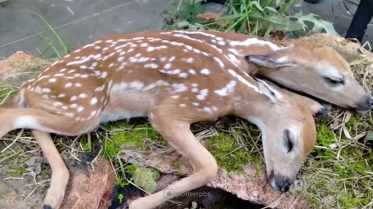 10 Unusual Two Headed Animals from Around the World - video Dailymotion