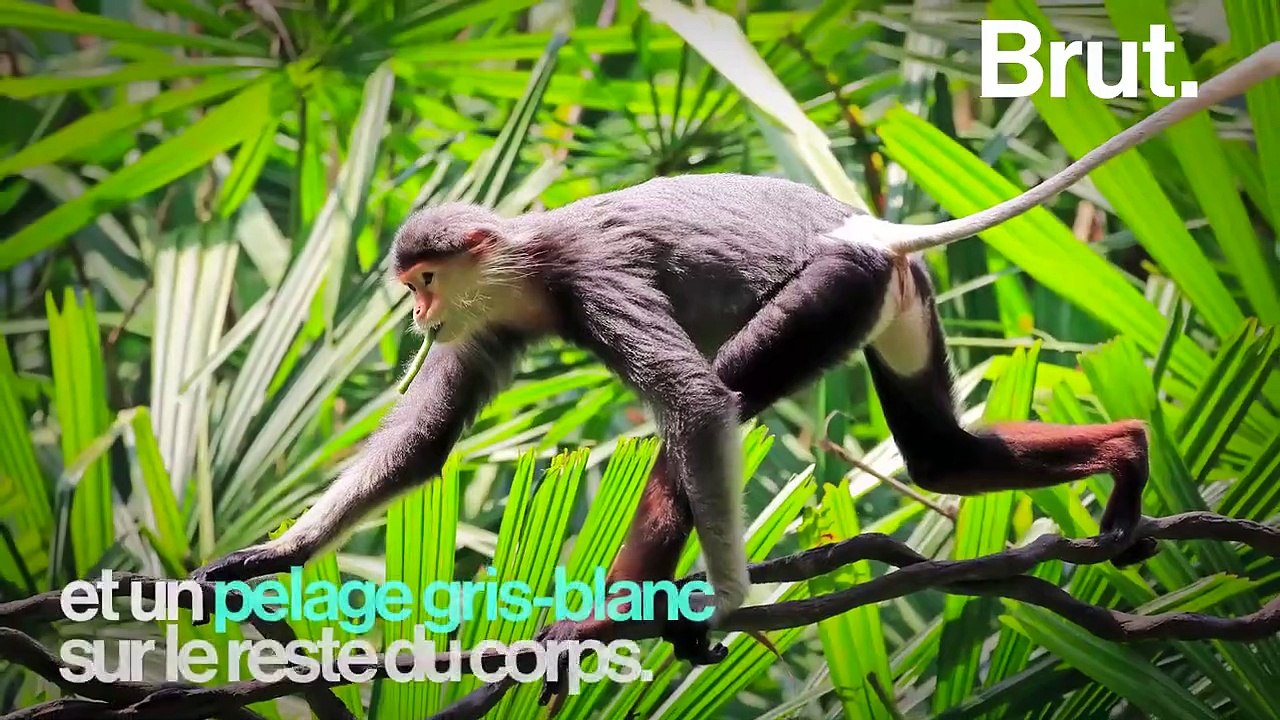 Le plus beau singe du monde, ou "singe costumé" - Vidéo Dailymotion