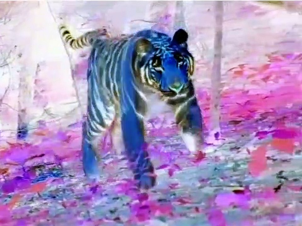 World Animals in G Major [Part 1] - video Dailymotion