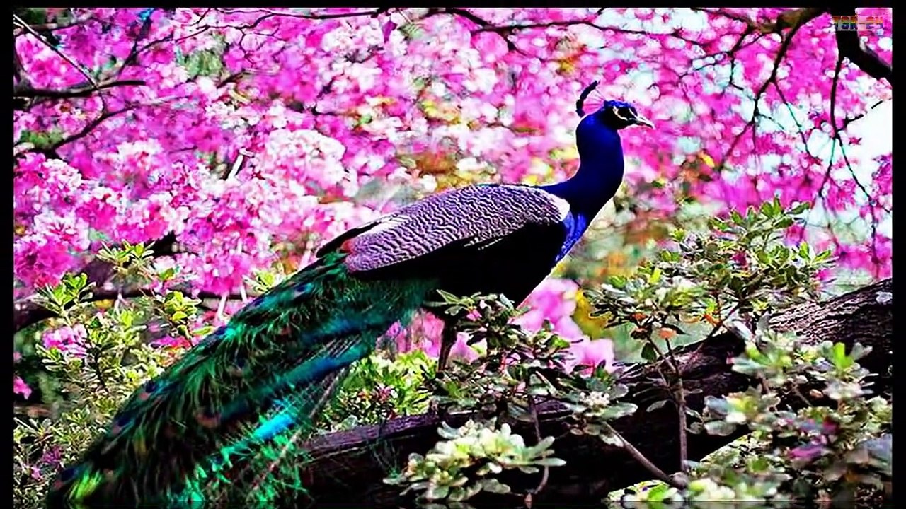 Beautiful & Rare Peacocks in the World - Never Seen this Peacocks ...