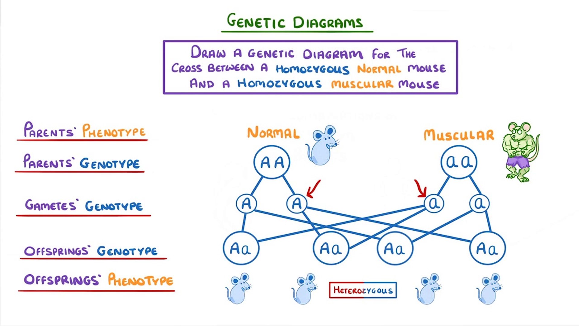 Heredity Diagram