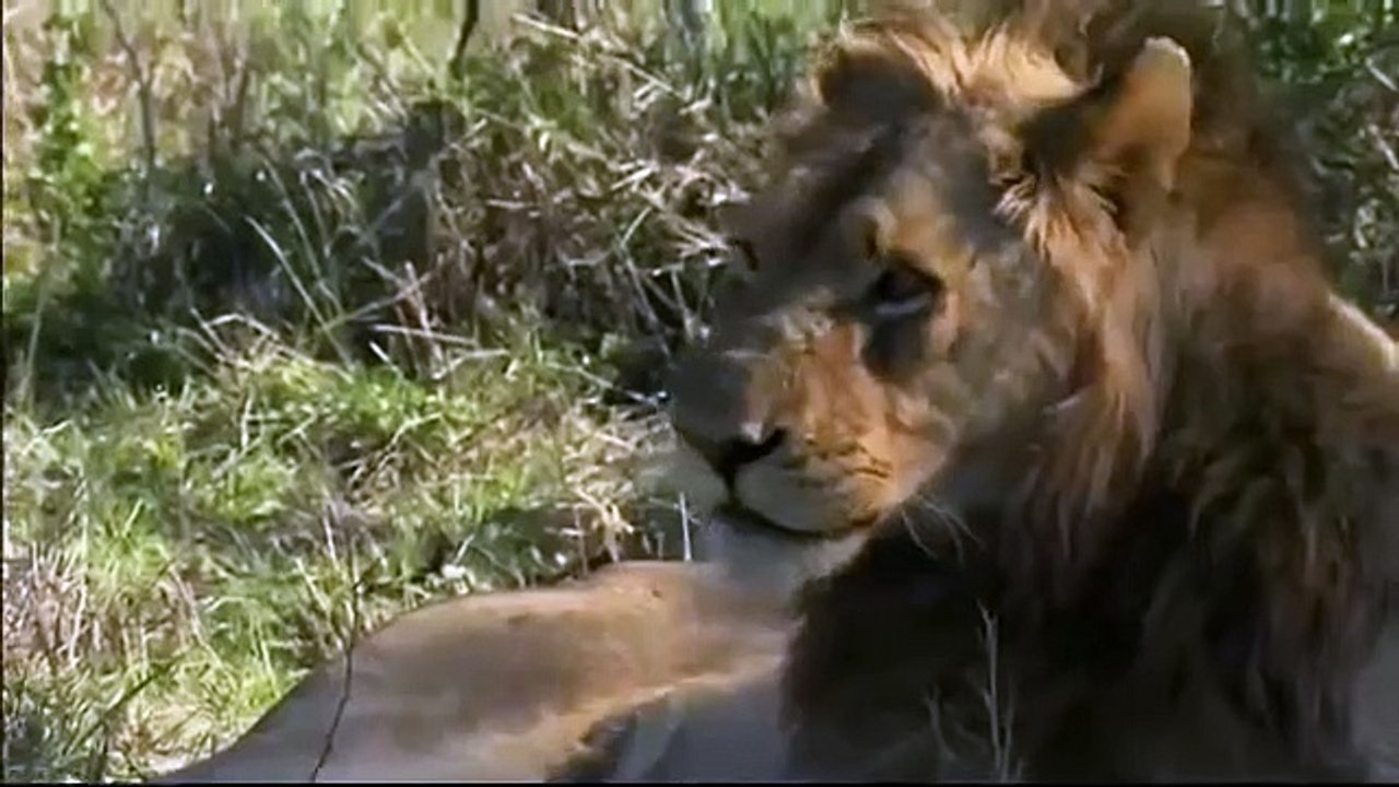 Los Mapogo , hermanos de sangre - parte 1 - Vídeo Dailymotion