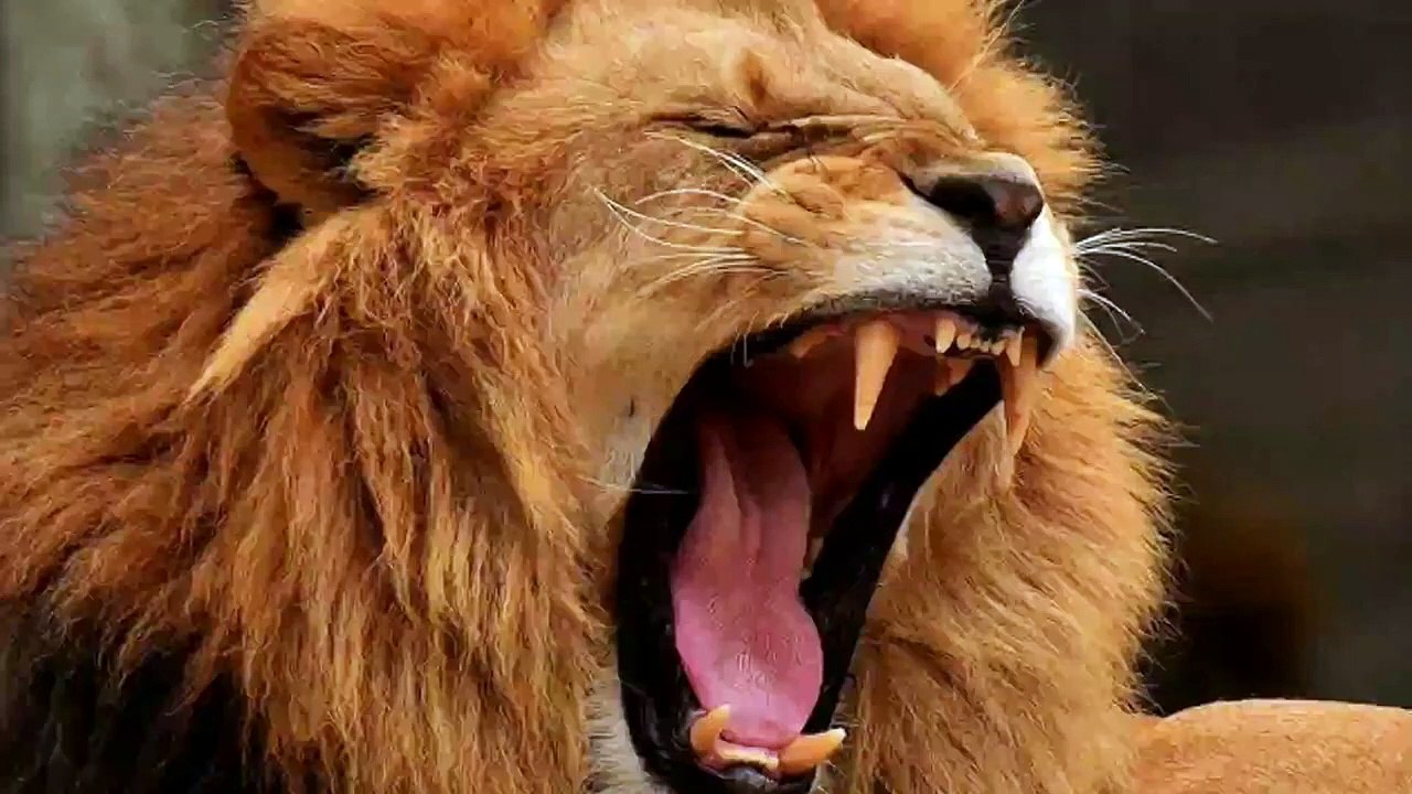 Can Snake Kill Lion? - video Dailymotion