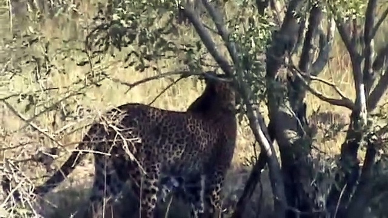 Leopard hunting impala, - 29 April 2012, - Kruger Sightings - video ...