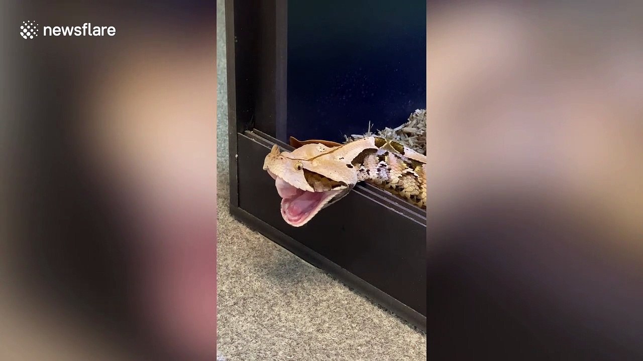Just a viper yawning after a satisfying meal - video Dailymotion