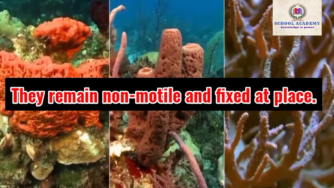 Animal Classification | Phylum porifera and cnidaria | complete study ...