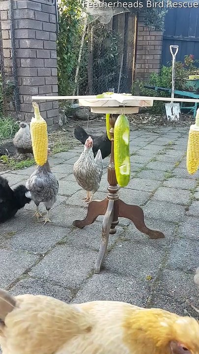 Chickens Entertained by Exercise Wheel - video Dailymotion
