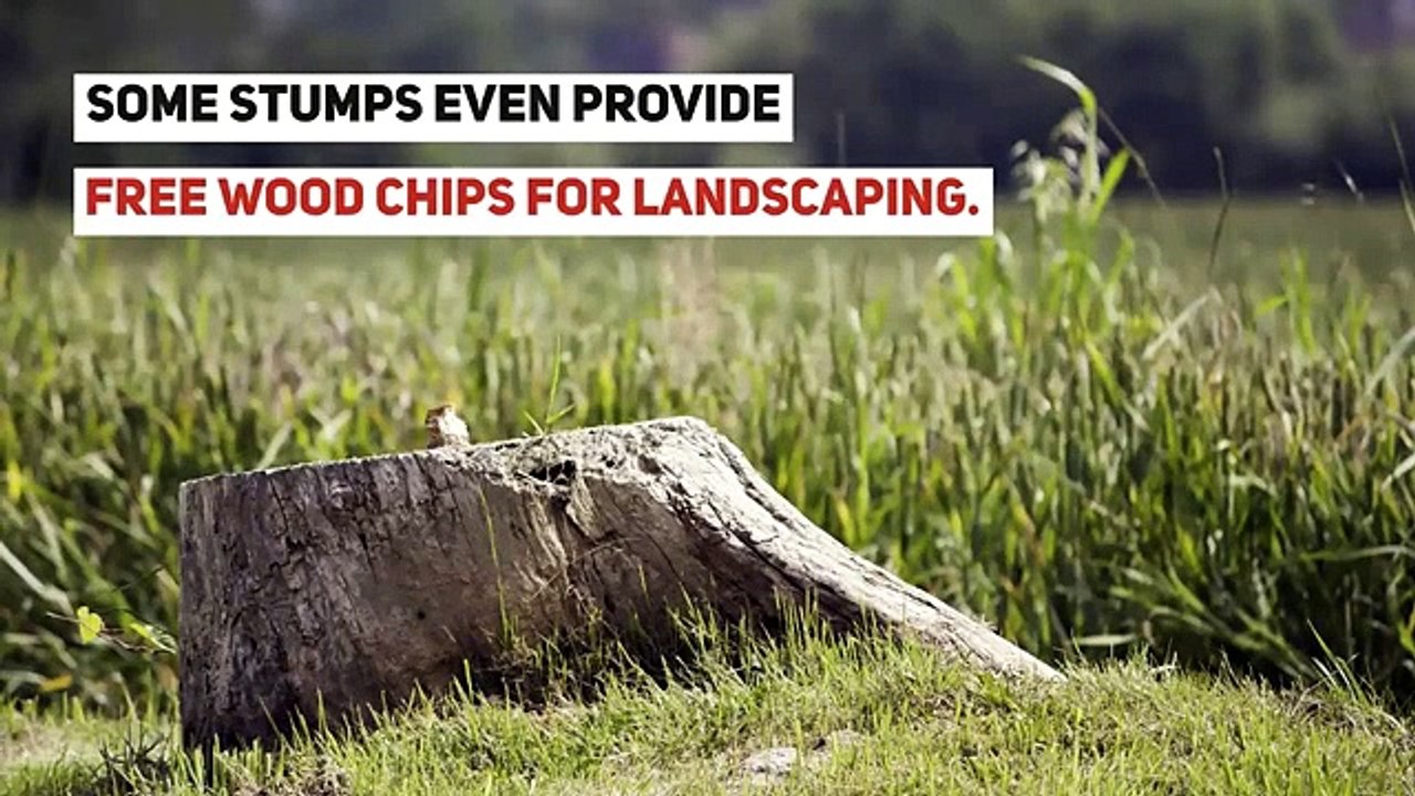 Tree service Long Island - Top reason to hire a professional Tree ...