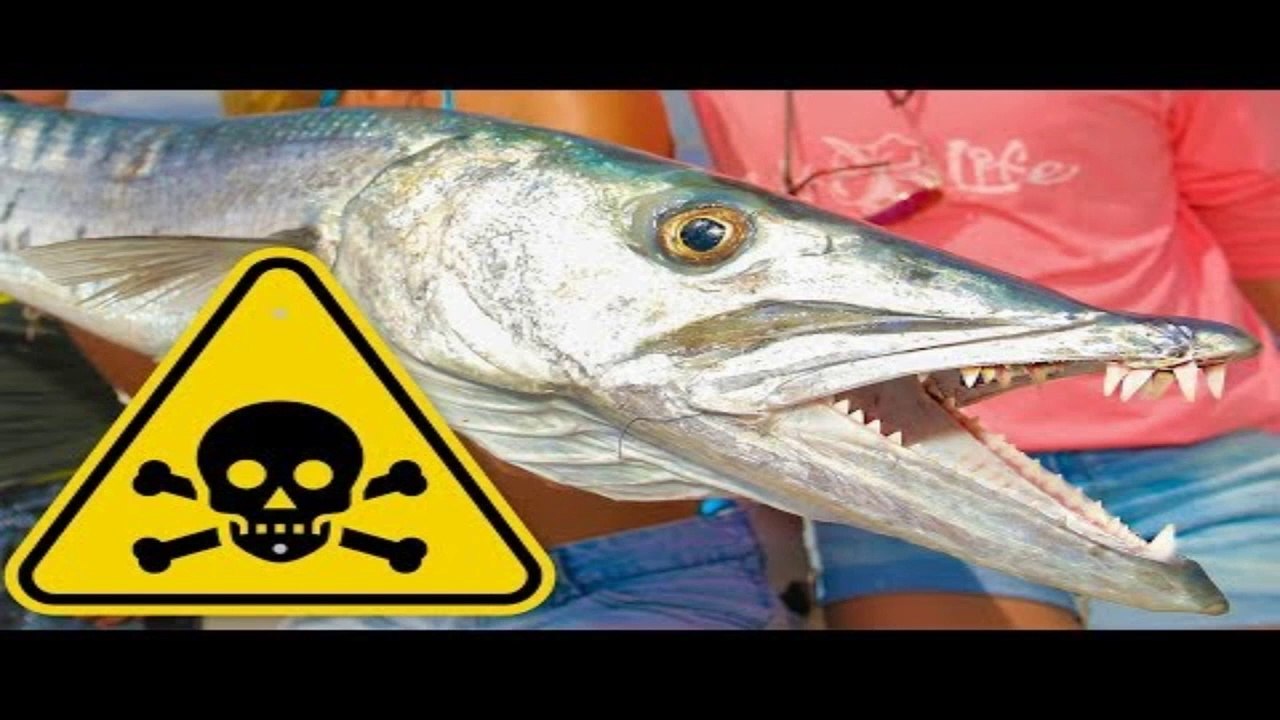 TOXIC Florida Barracuda Catch & Cook! WARNING - Possible Food Poisoning ...