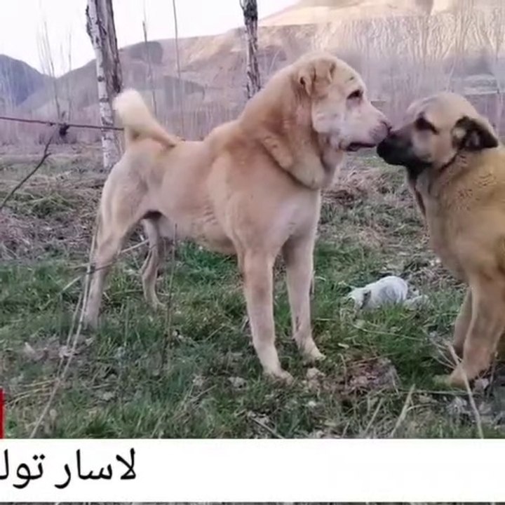 COBAN KOPEKLERiNiN DOSTLUGU - FRiENDSHiP of SHEPHERD DOGS FRiENDS ...