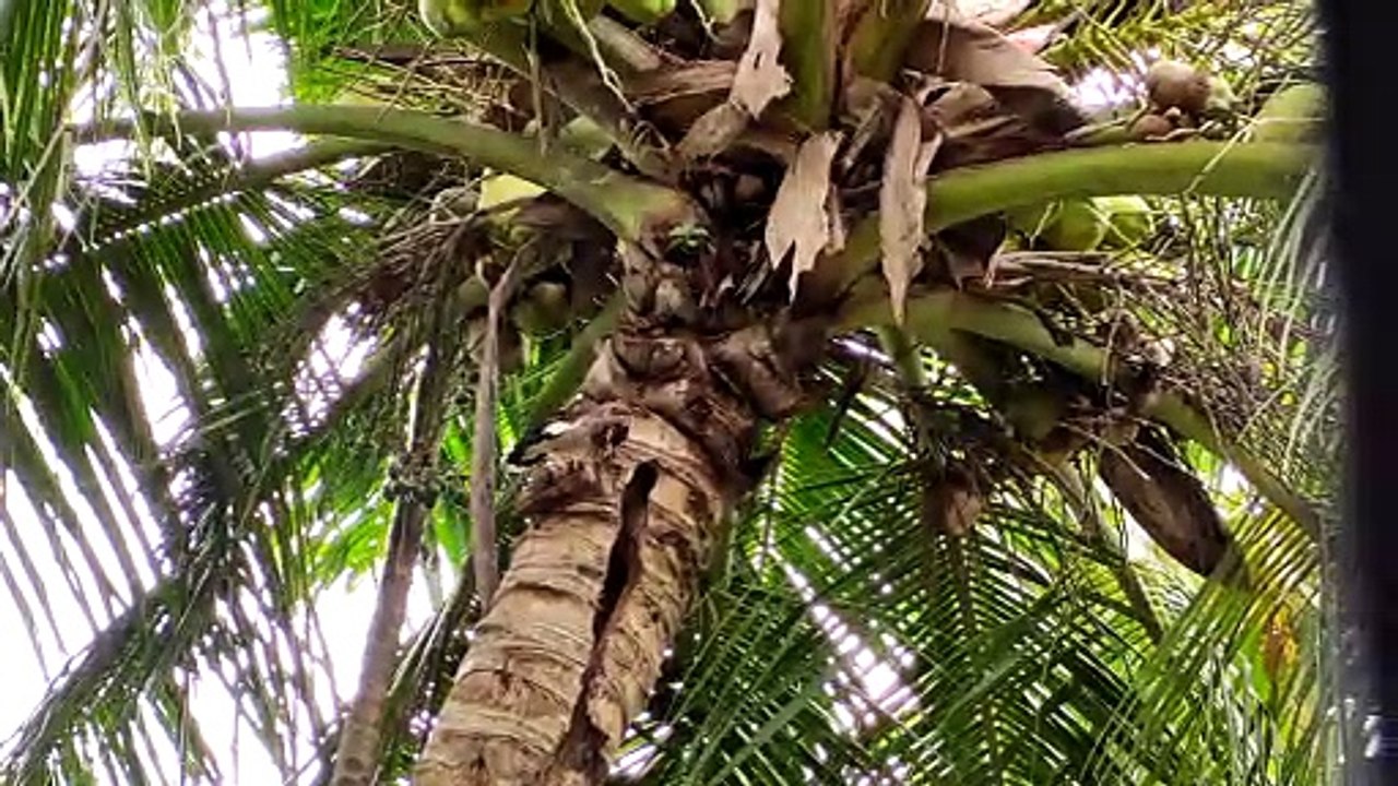 Shalik Pakhi {Bird} IICommon Myna II Indian myna II (Acridotheres ...