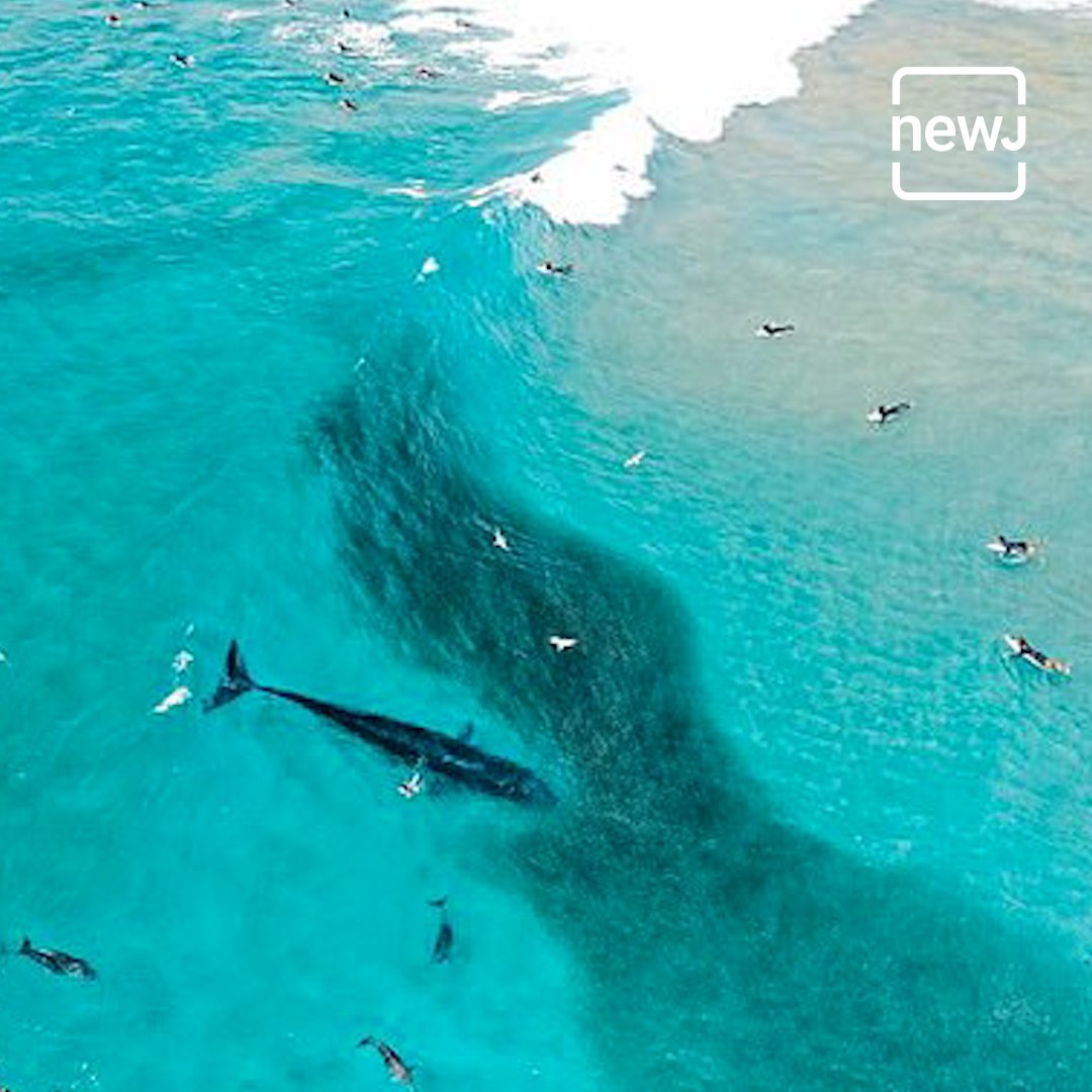 Whale Swims With Surfer Hot Sale | emergencydentistry.com