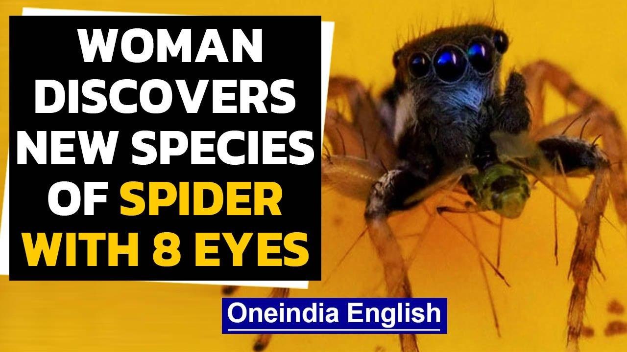 Australia: Woman discovers a new species of spider with 8 eyes|Oneindia ...