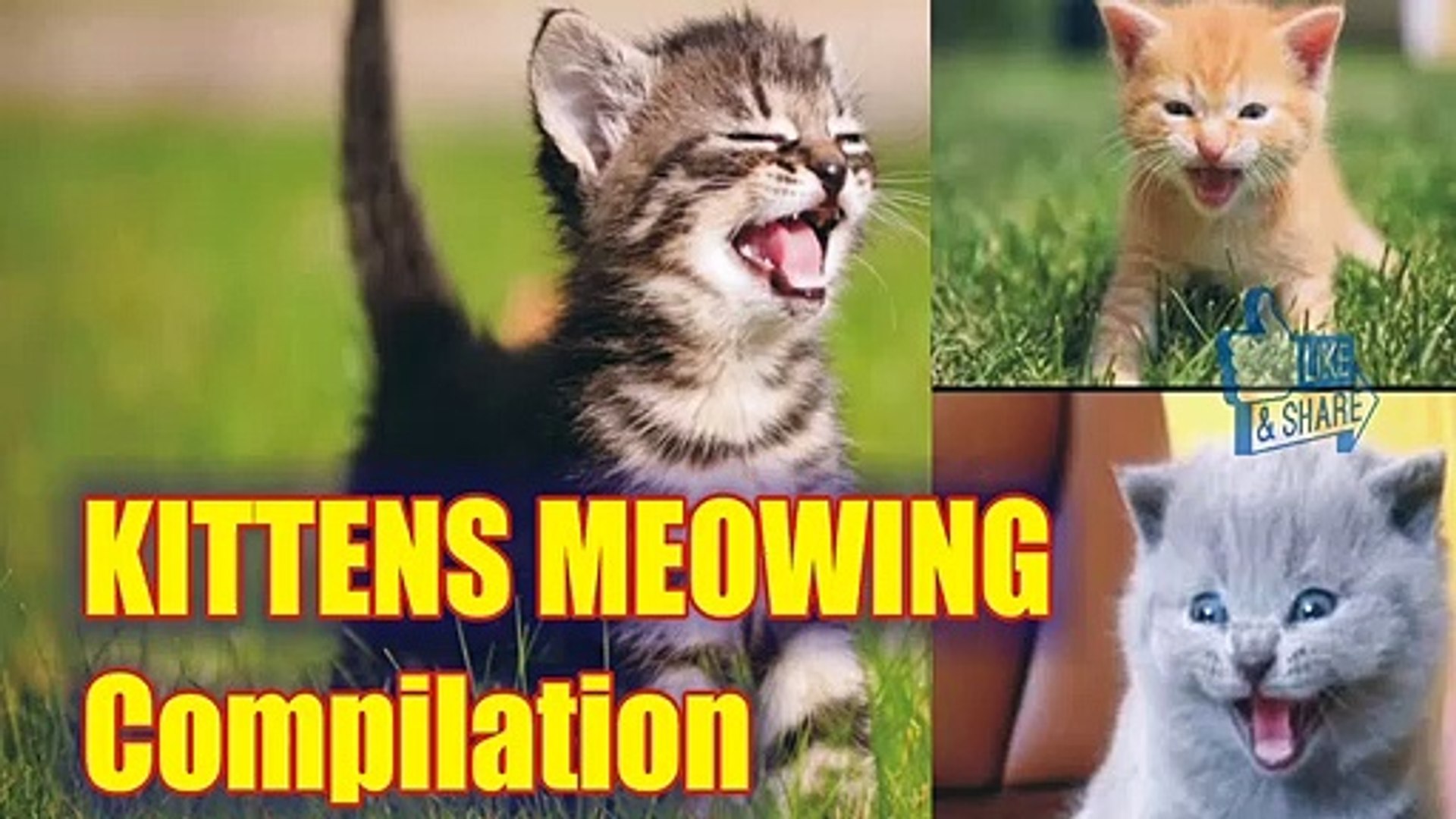 Meowing Kittens