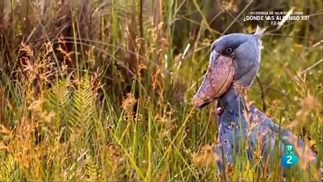 DOCUMENTAL DE ANIMALES SALVAJE / EN UN LUGAR DE AFRICA #2 -(DOCUMENTARY ...