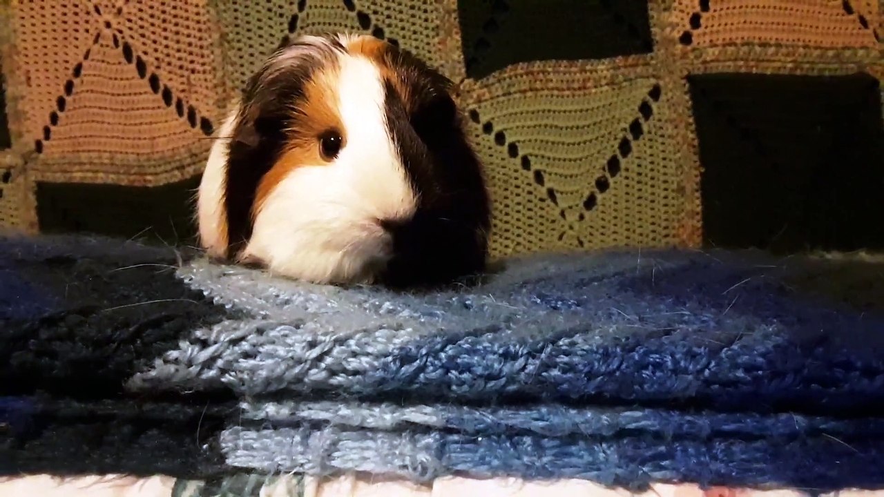 CAVIA PORCELLUS TURMERIC 20191108_184952 - video Dailymotion