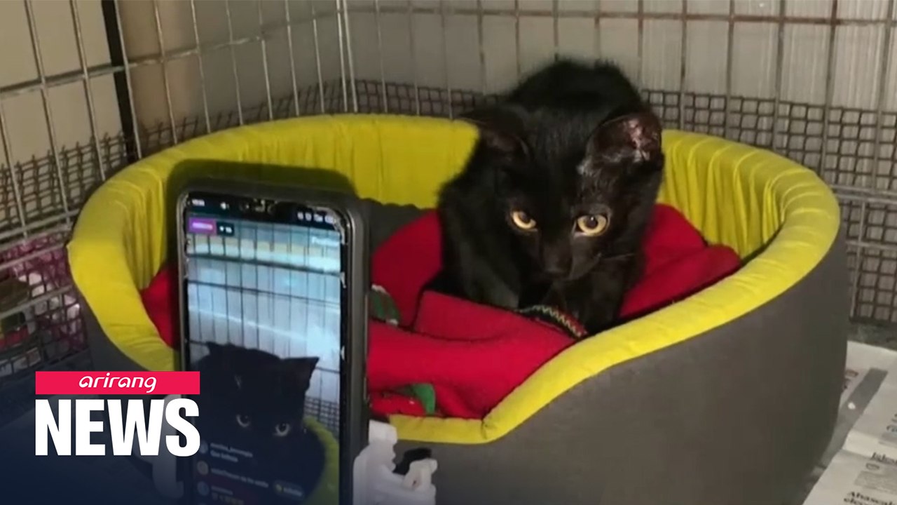 Catalan cat shelter gets smart to help COVID orphans - video Dailymotion