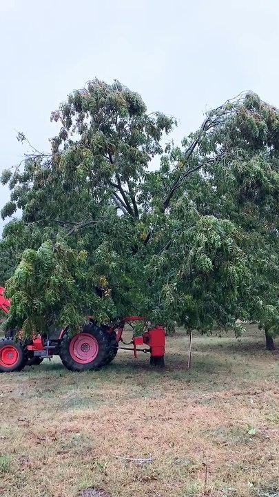 Shaking Ice to Save The Pecan Trees - video Dailymotion
