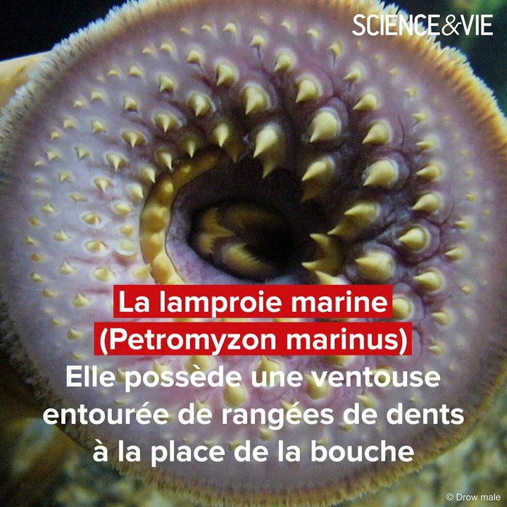 Le top 15 des animaux et insectes les plus effrayants - Vidéo Dailymotion