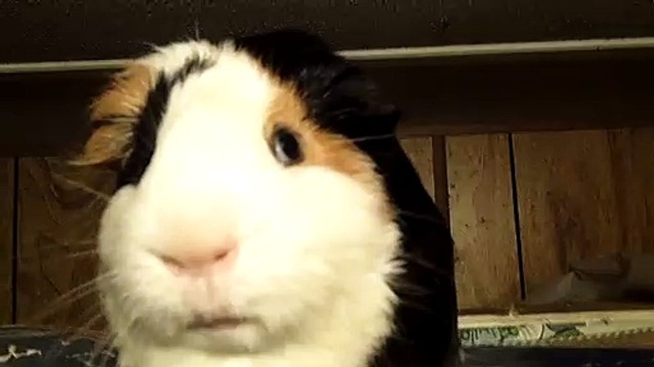 CAVIA PORCELLUS DAVID 102_1424 - video Dailymotion