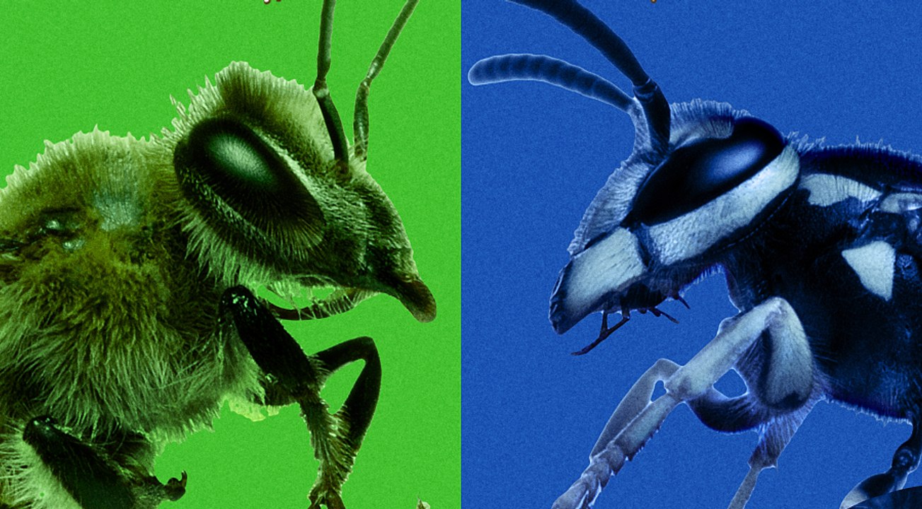 Murder Hornets Vs. Killer Bees Documentary movie - video Dailymotion