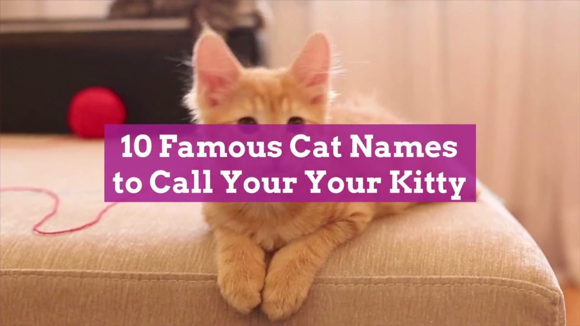Famous Cats Names