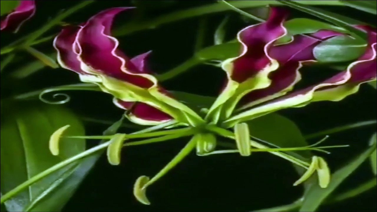 karthikai poo - video Dailymotion