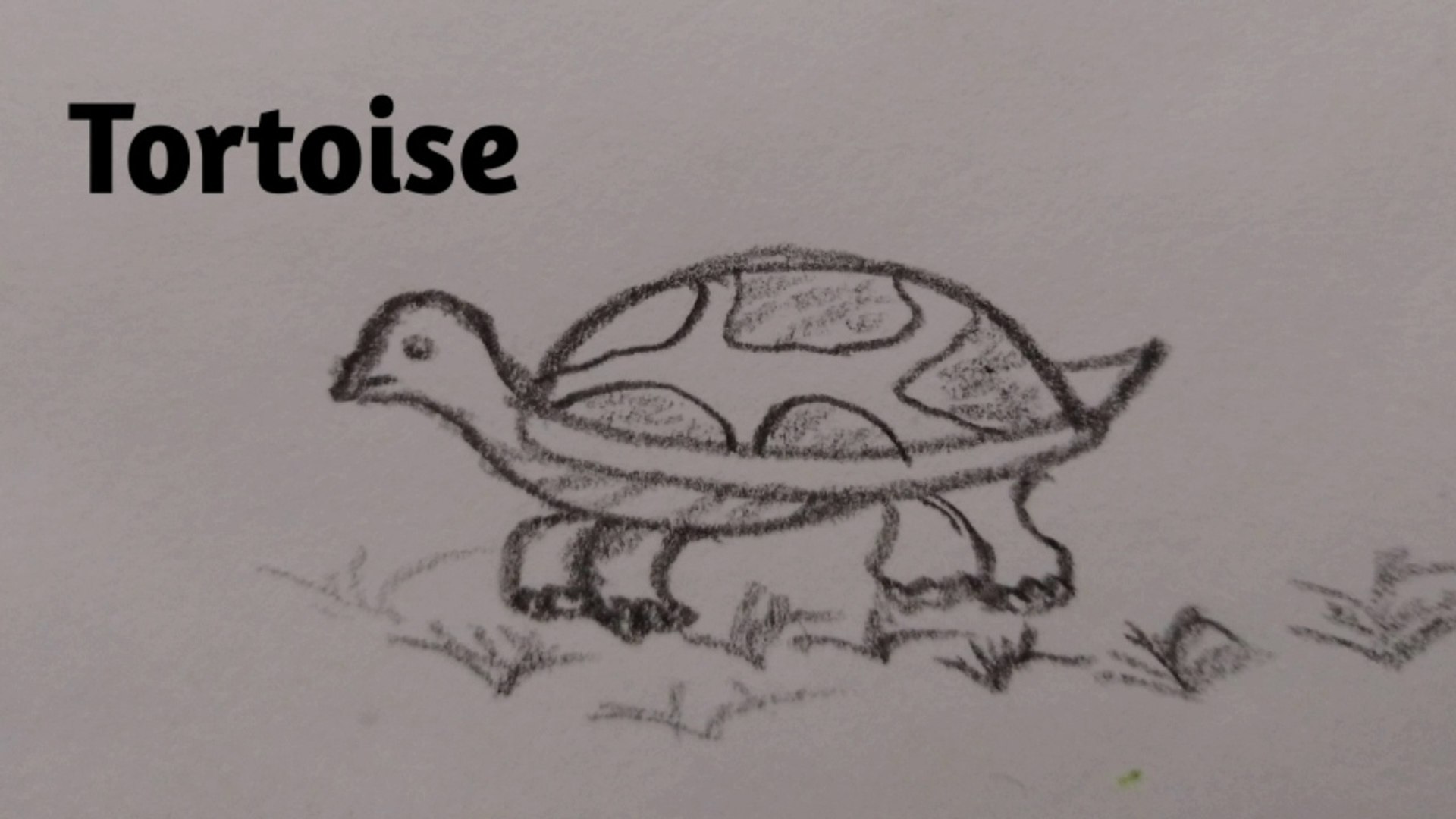 How To Draw Tortoise