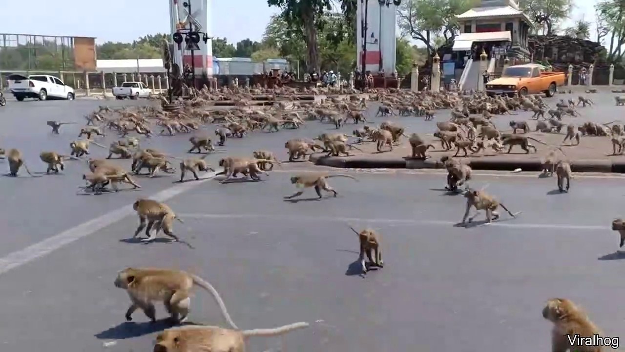 Monkey Swarm Takes Over City ! Daily dose of internet - video Dailymotion