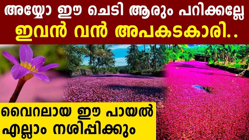 KK Rama slams state government ahead of Local body election 3rd phase ...