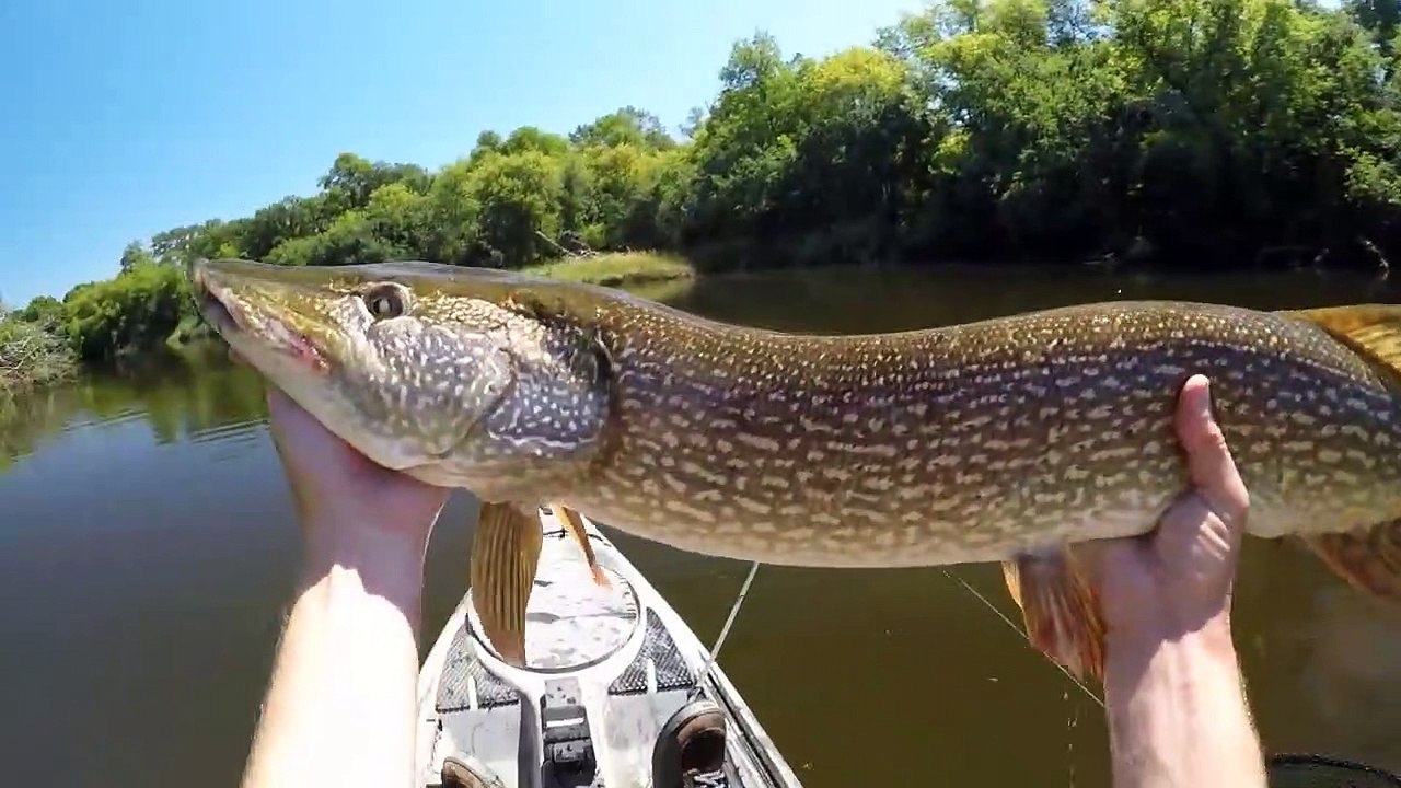 Fishing A Duck Lure For MONSTER Pike - video Dailymotion