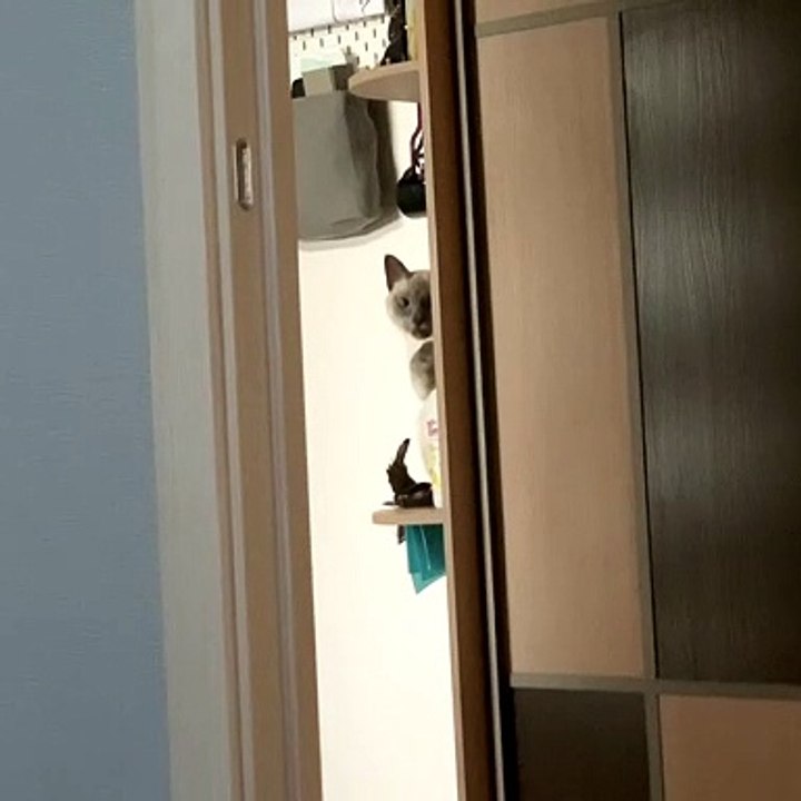 Cat Pushing Things off the Shelf - video Dailymotion