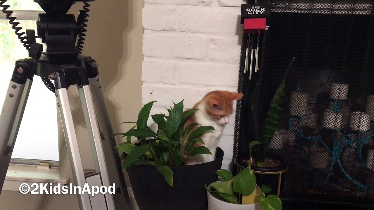 Cute Cat Just Want To Have Fun Meet Enzo The Cat! - video Dailymotion