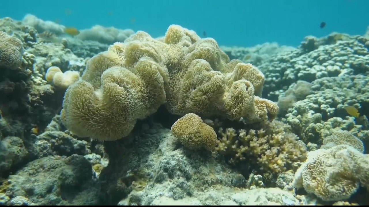Australia: 'Coral IVF' may help replenish Great Barrier Reef - video ...