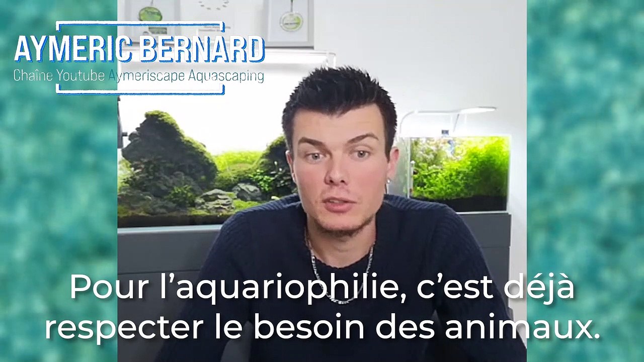 Aquariophilie et aquascaping : Les conseils pour débuter d’Aymeric Bernard - Vidéo Dailymotion