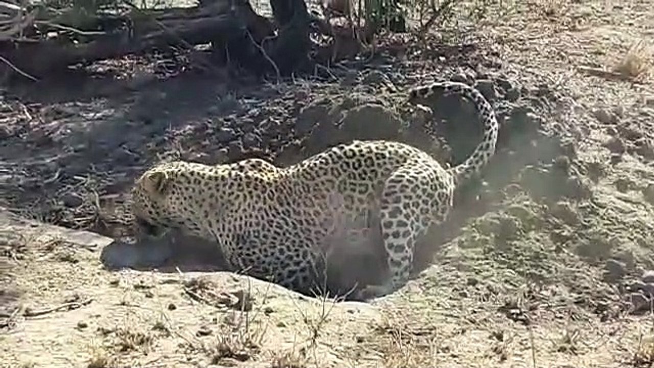 Leopard digging out a warthog - video Dailymotion